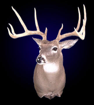Learn Deer Taxidermy, Deer Taxidermy School on Video - Instant Download ...